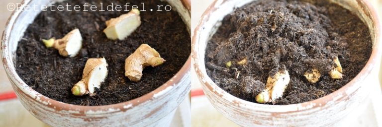 Cum se cultiva ghimbirul - Rețete Fel de Fel