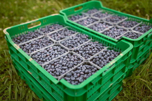 (P) Plantatia de afine MerryBerry, cea mai mare plantatie de afine bio ...